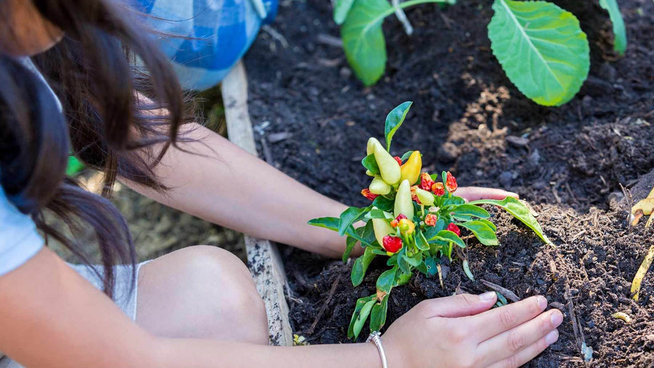 Common gardening mistakes: 9 things you might be doing wrong
