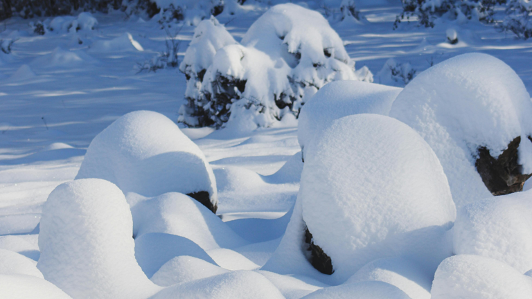 Heavy snowfall disrupts life in Himachal Pradesh; more than 500 roads ...