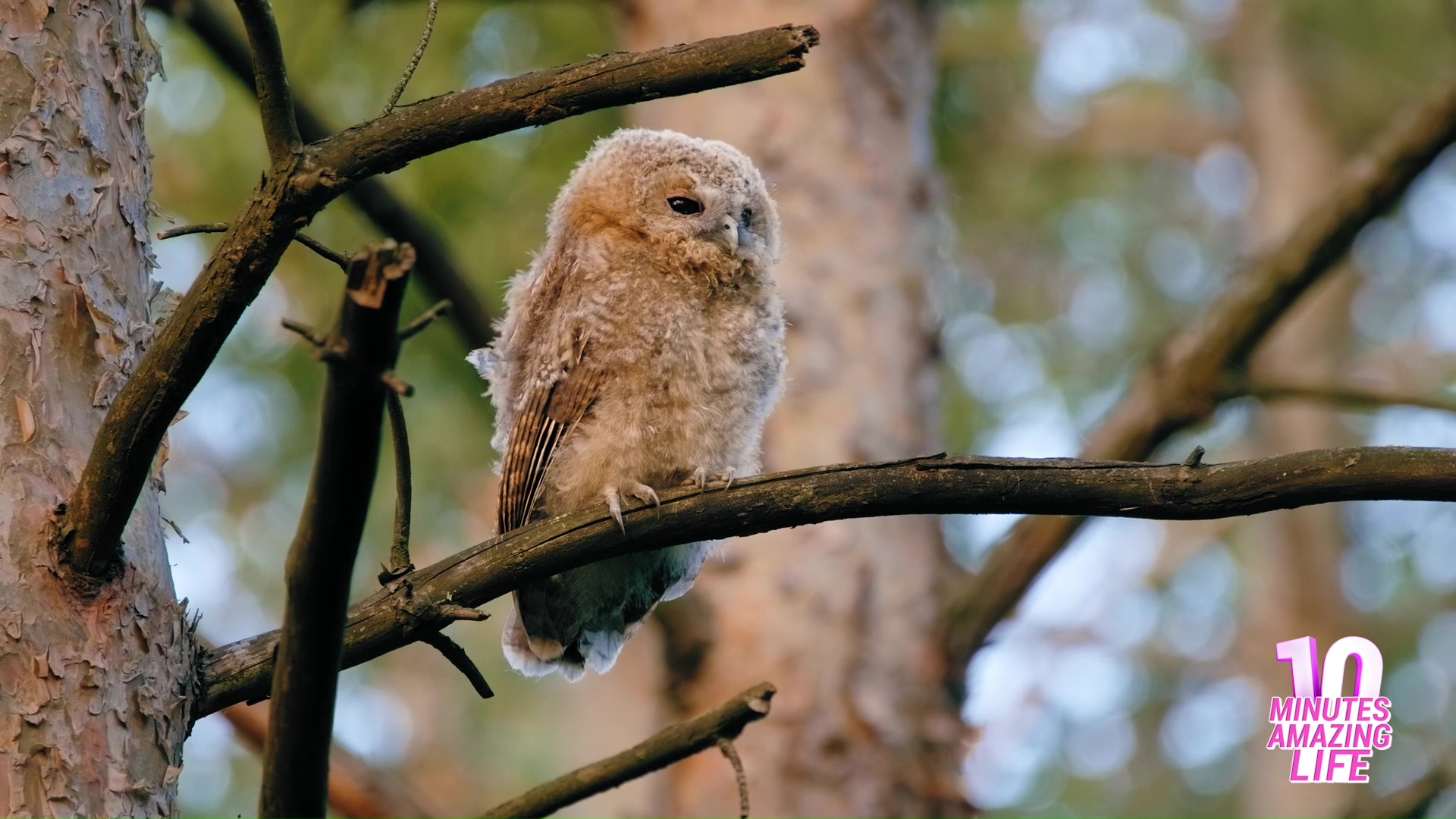 Een jonge uil rustte terwijl ik begon te filmen