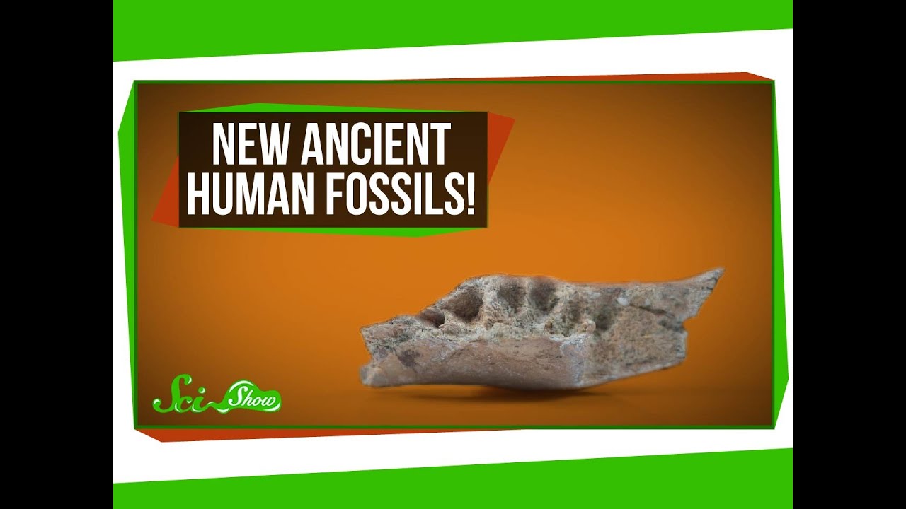 New ancient human fossils!
