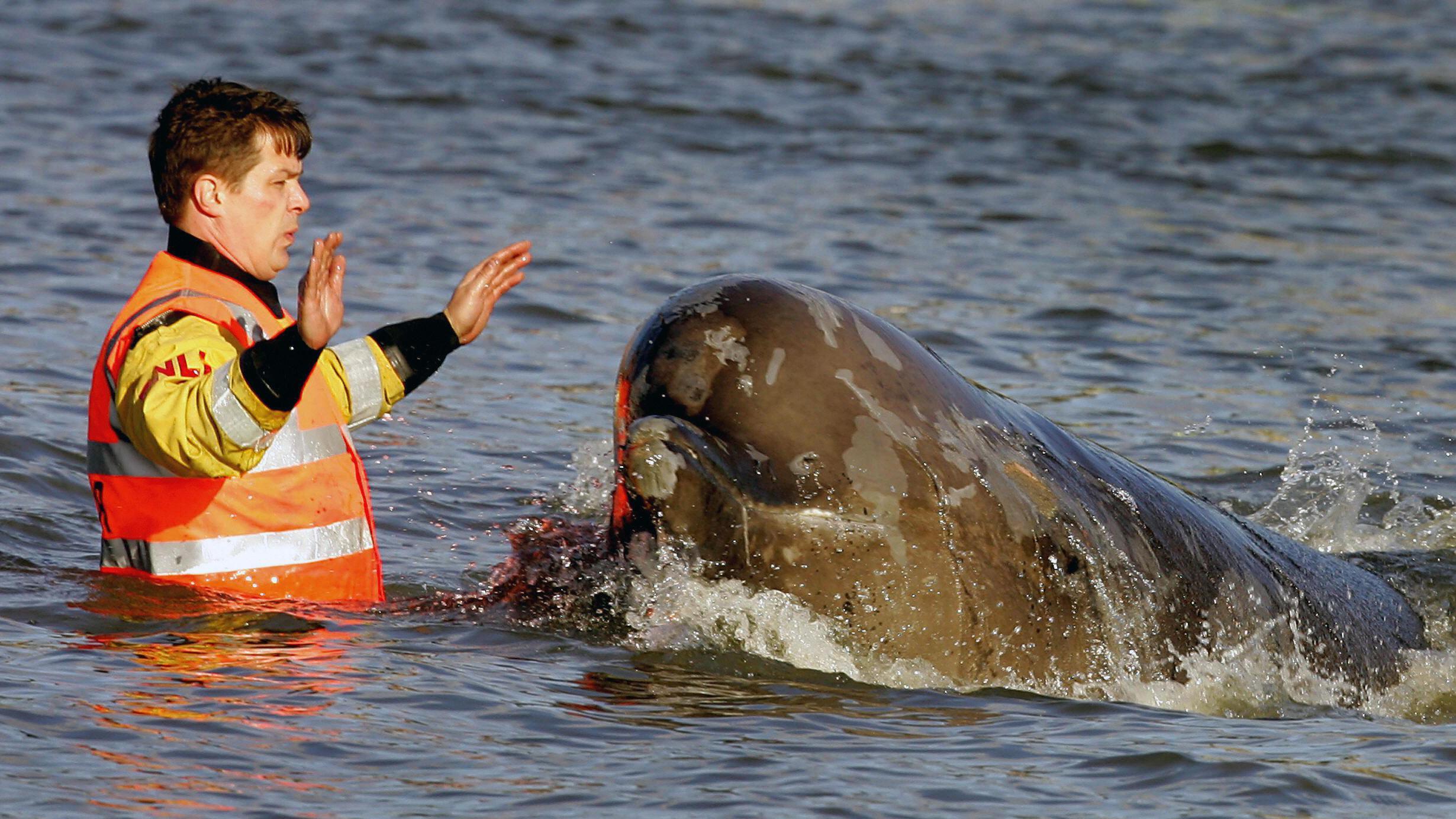 How a rescue attempt of a whale in the Thames brought millions together