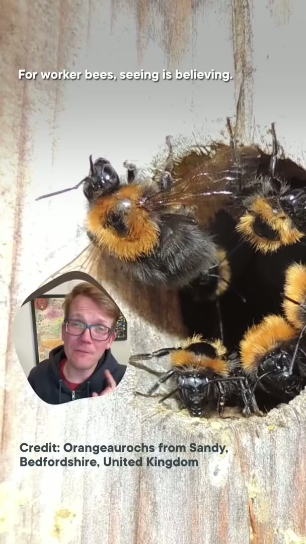 Out of sight, out of hive mind #shorts #science #SciShow