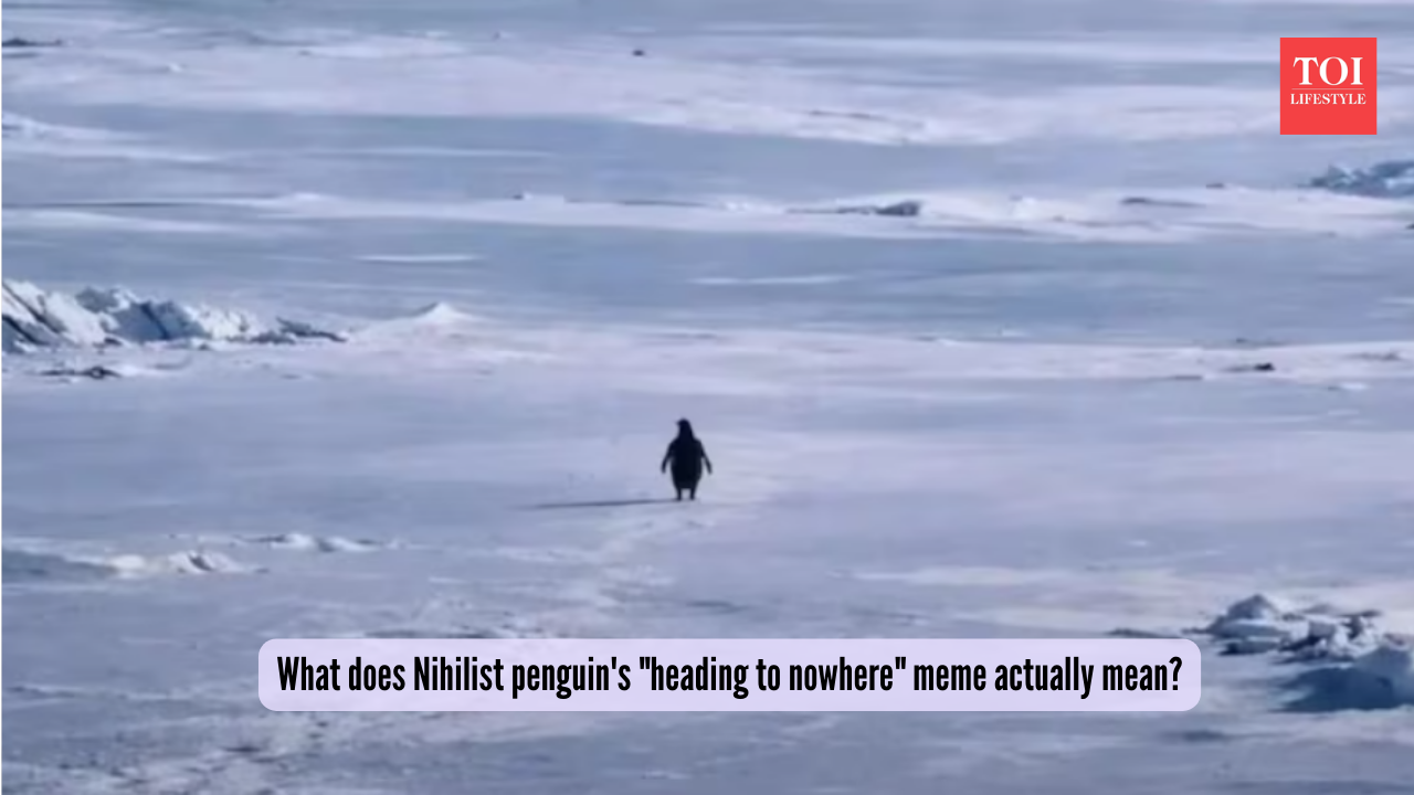 Viral: Nihilist penguin's "heading to nowhere" meme is too relatable ...
