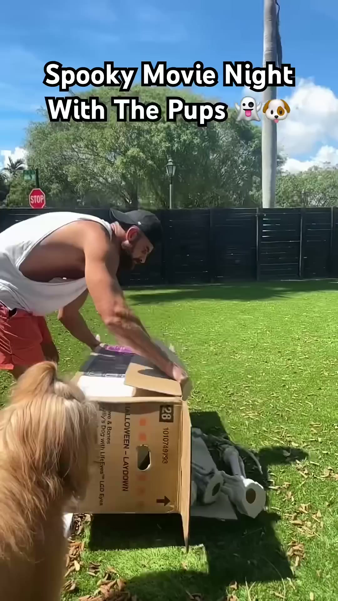 I set up a spooky movie theatre for my dogs! 👻🐶 #halloween #movienight ...