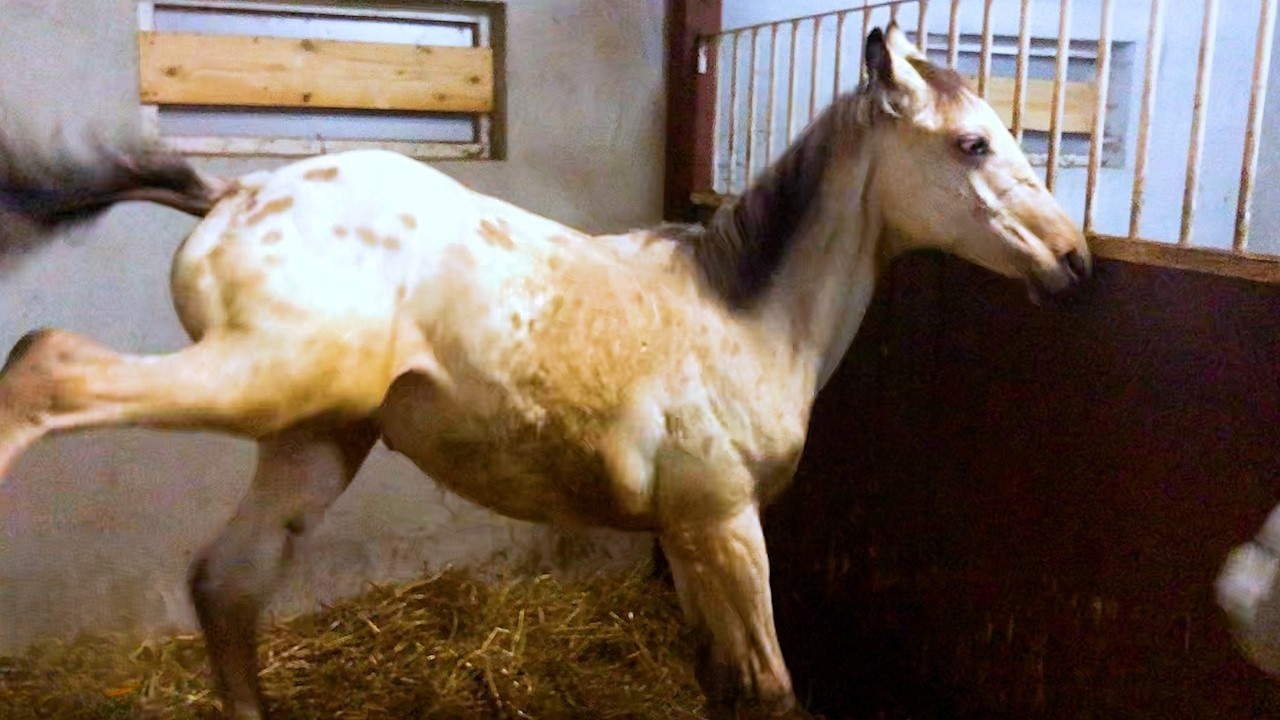 Baby horse was terrified of people - until she hugged him