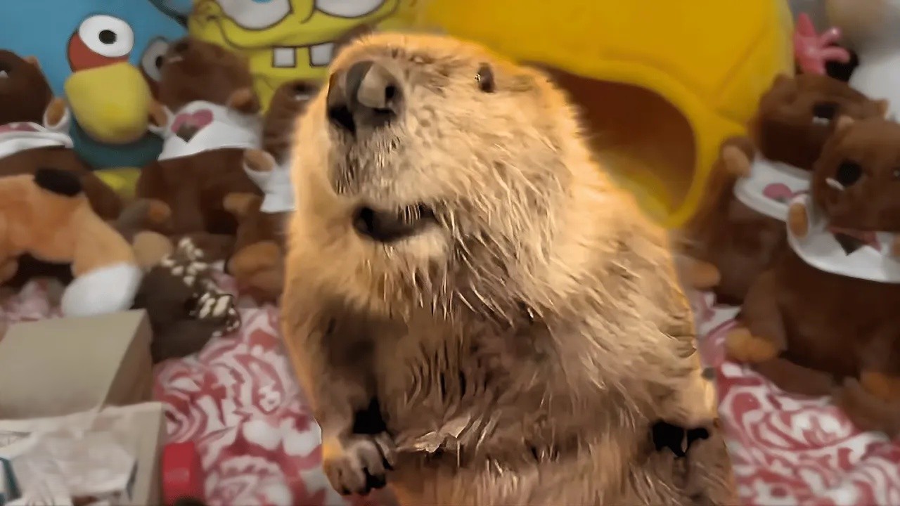Baby beaver does a happy dance every morning - everyone loves it