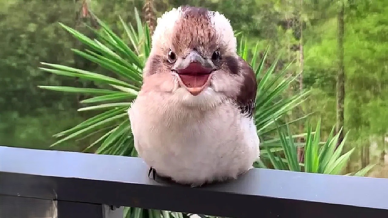 This wild baby bird thinks she’s his mum - and he sings for her every day