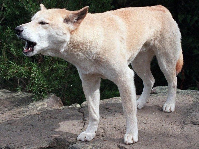Australia to euthanize dingoes involved in death of BC woman. How ...