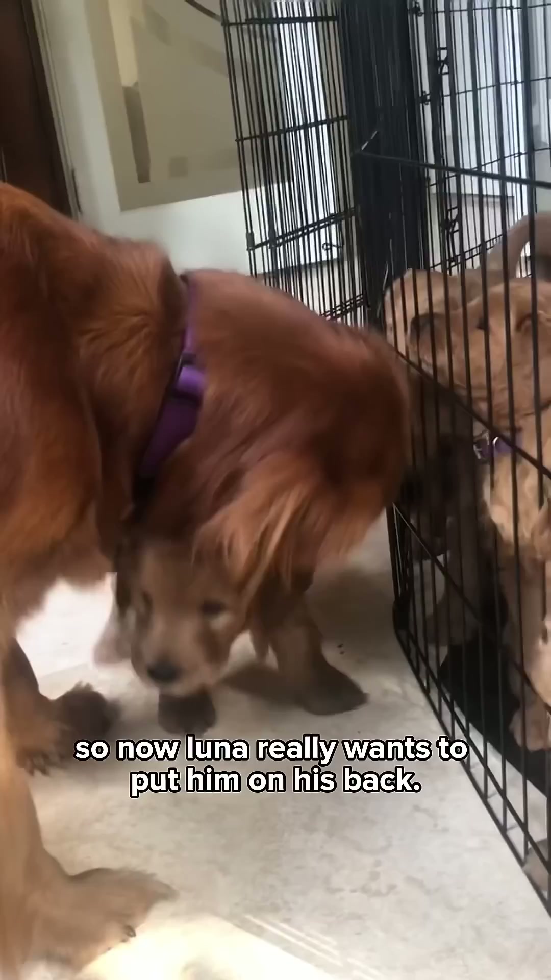 How puppies are disciplined! #goldendoodle #goldenretriever #puppies # ...