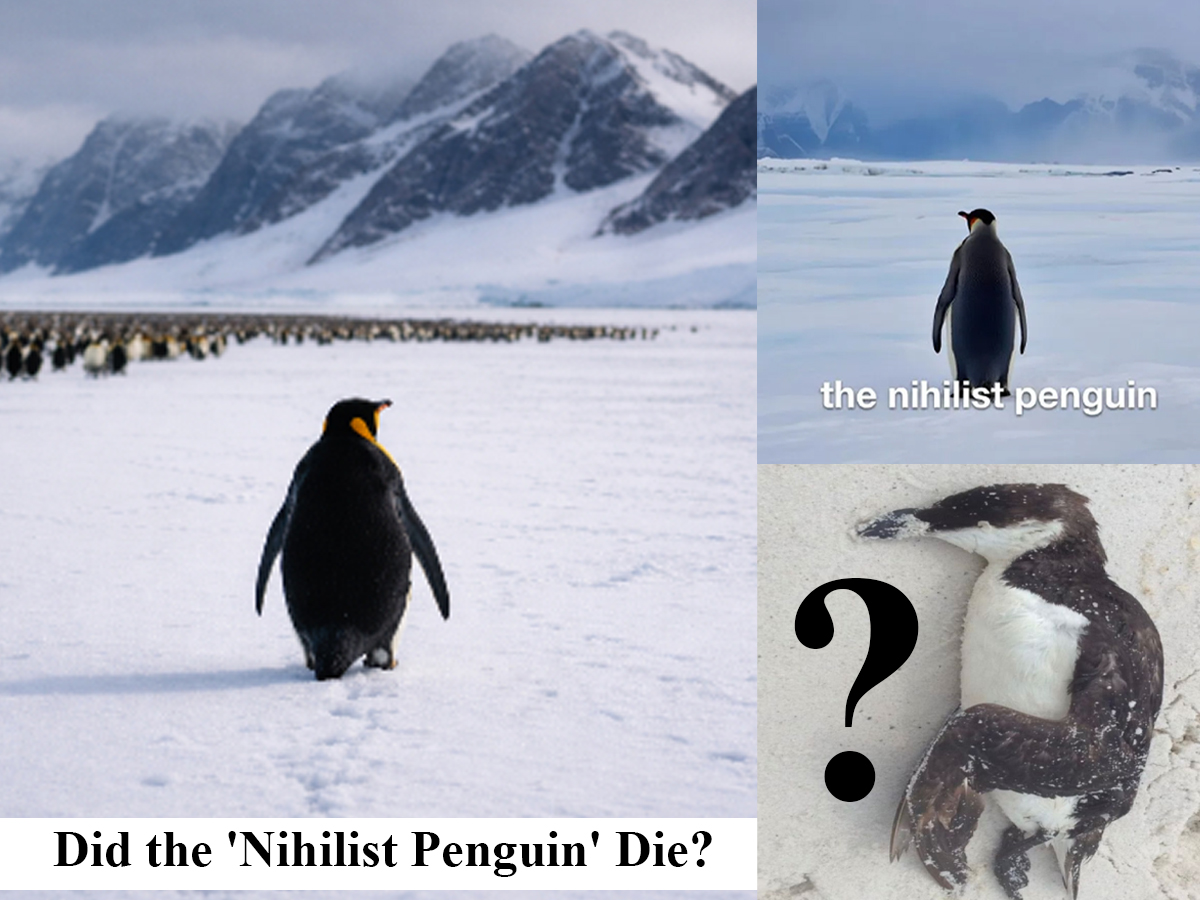 Did the 'Nihilist Penguin' die? How a 2007 documentary clip turned into ...