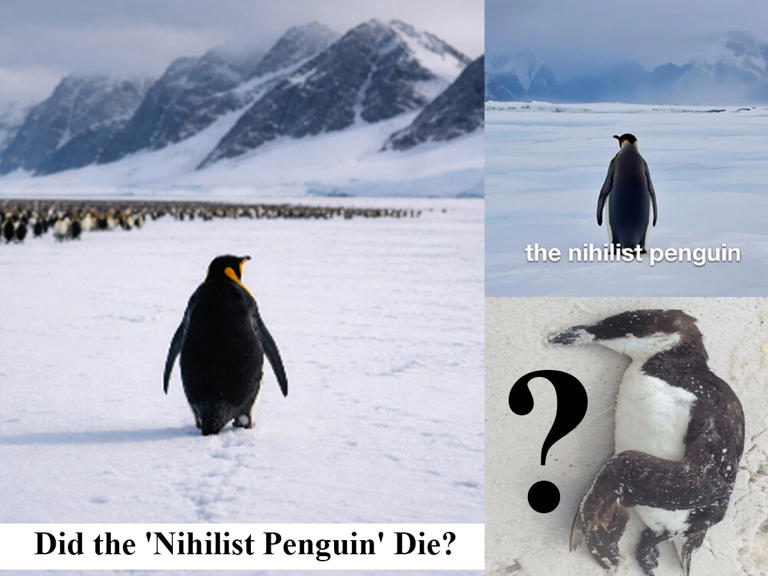 Did the 'Nihilist Penguin' die? How a 2007 documentary clip turned into ...