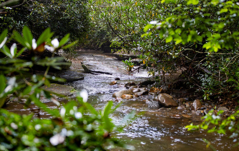 Pisgah Conservancy gets $8M grant for Helene trail, bridge repairs