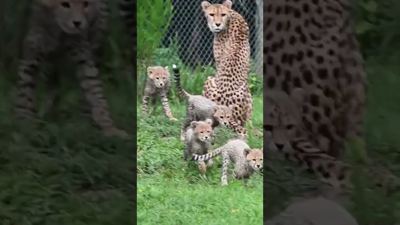 6 delightful animals showing off their cutest antics