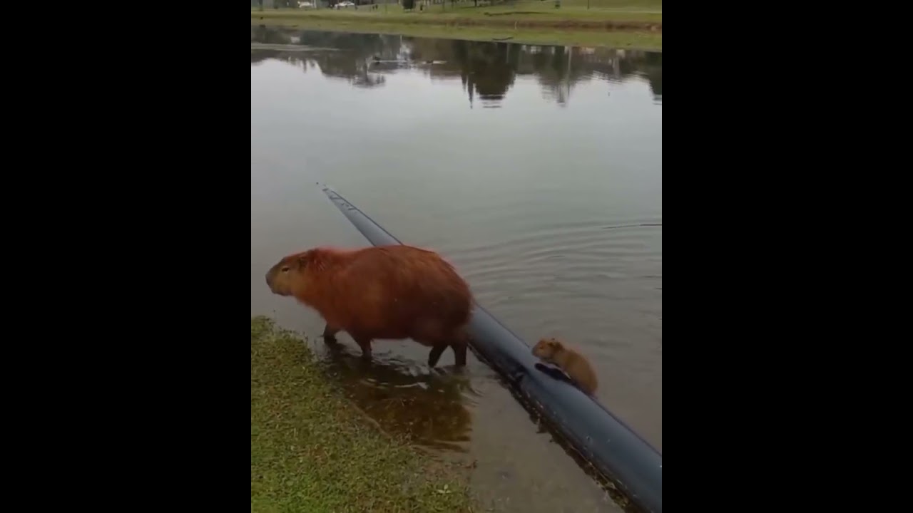 Watch a baby capybara follow its mom through the wild
