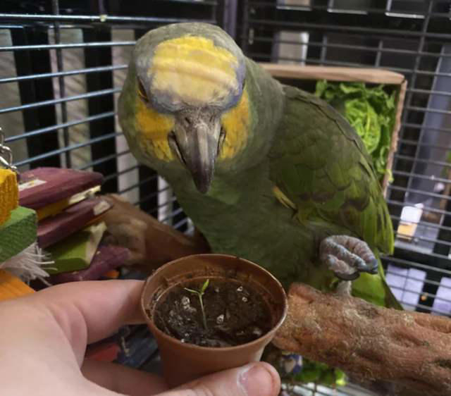 Bird owner discovers mysterious houseplant growing near their pet's ...