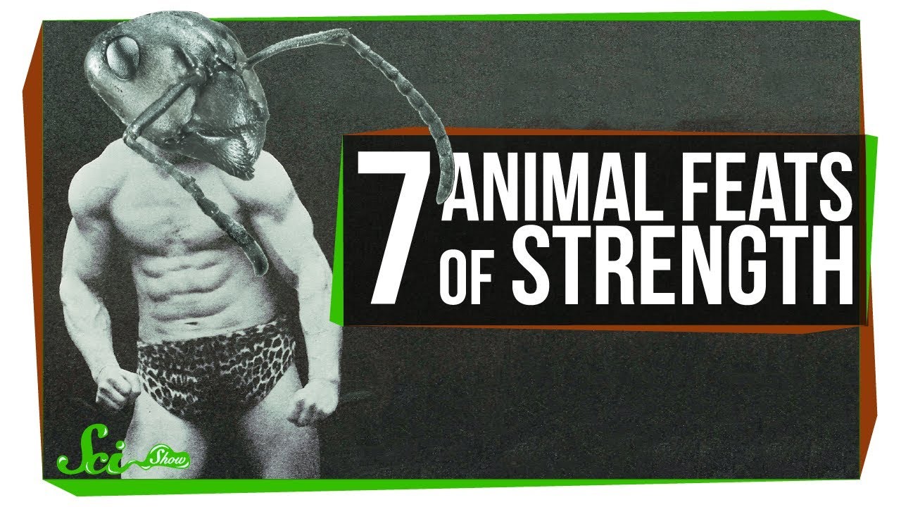 7 ridiculous feats of strength in the animal kingdom