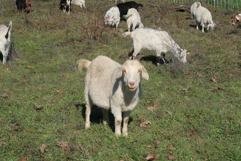 Goats graze in Red Bluff Recreation Area