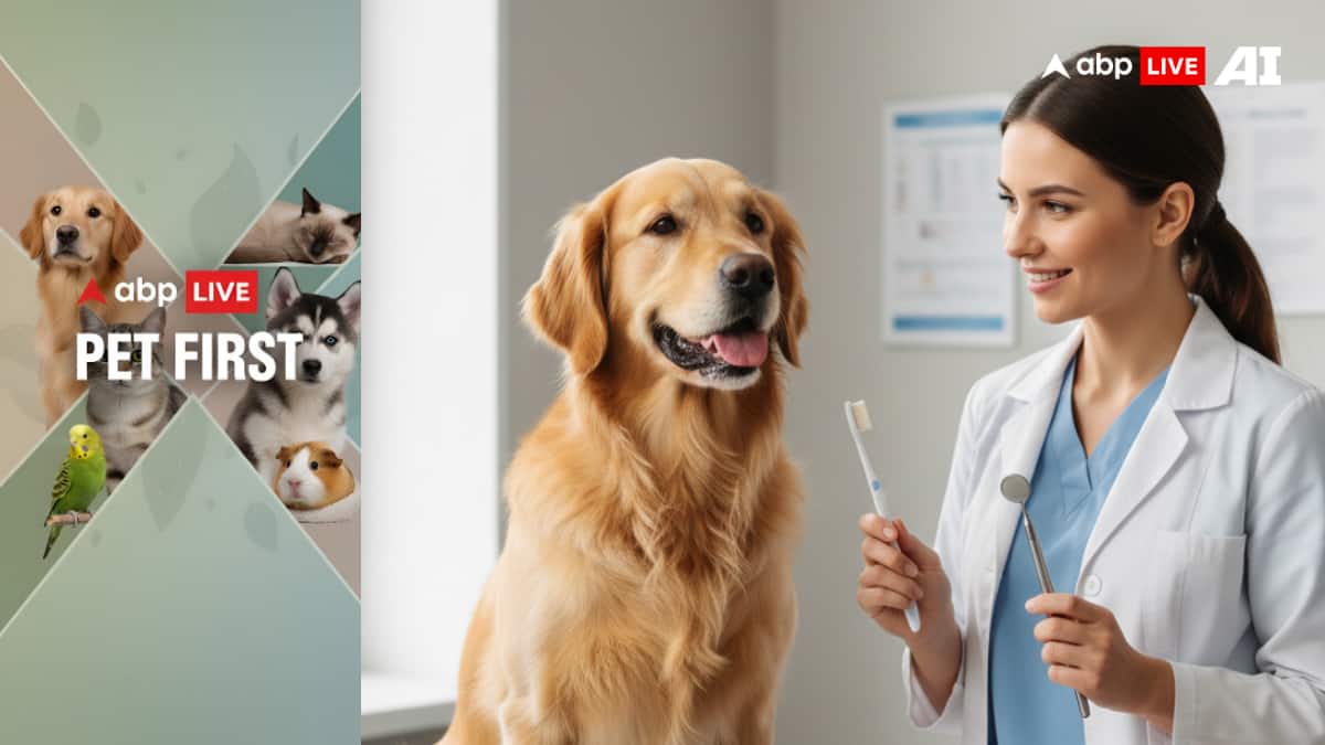 ABP Live Pet First: Dog dental care tips every pet parent must know