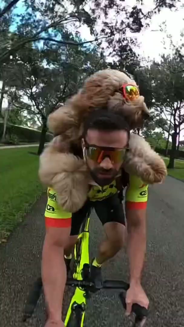 Giant dog goes for bike ride #shorts #dogs