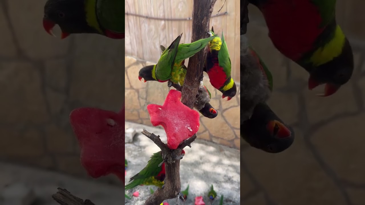 Capybara enjoys sweet melon munching in the summer heat