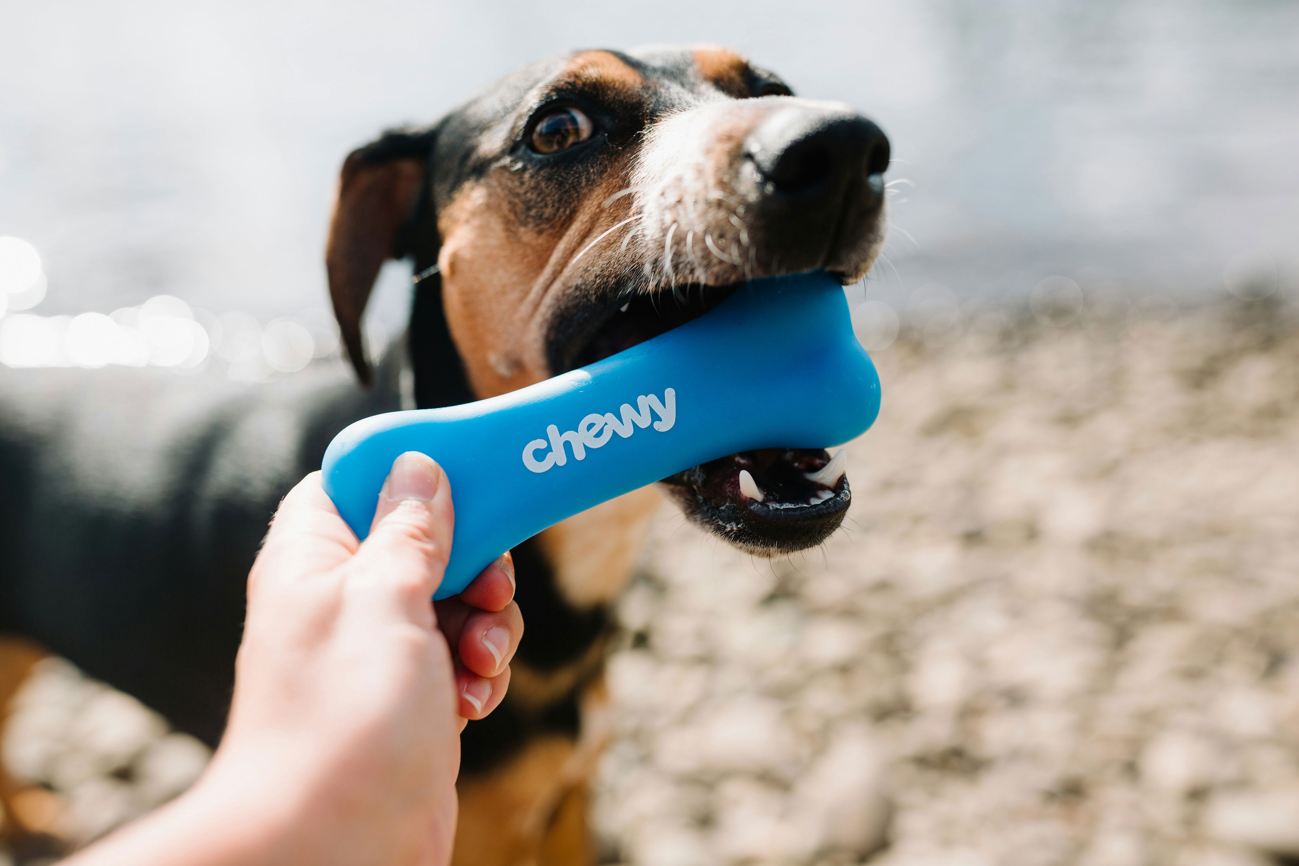 7 bones that are not safe for your dog