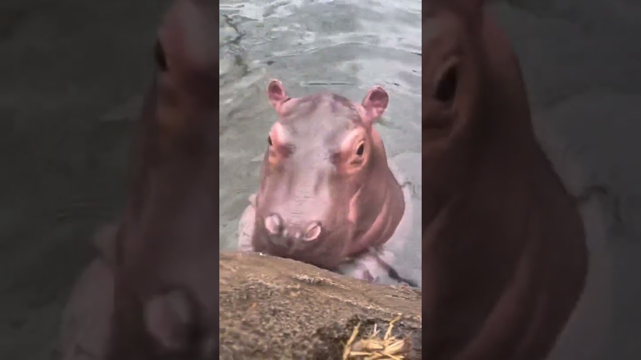 See a baby hippo munch on fresh lettuce with delight