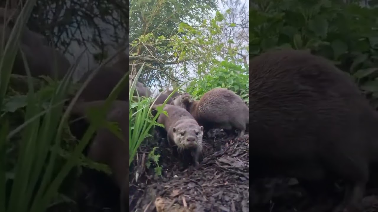 Baby otters squeak and tumble in the cutest moments