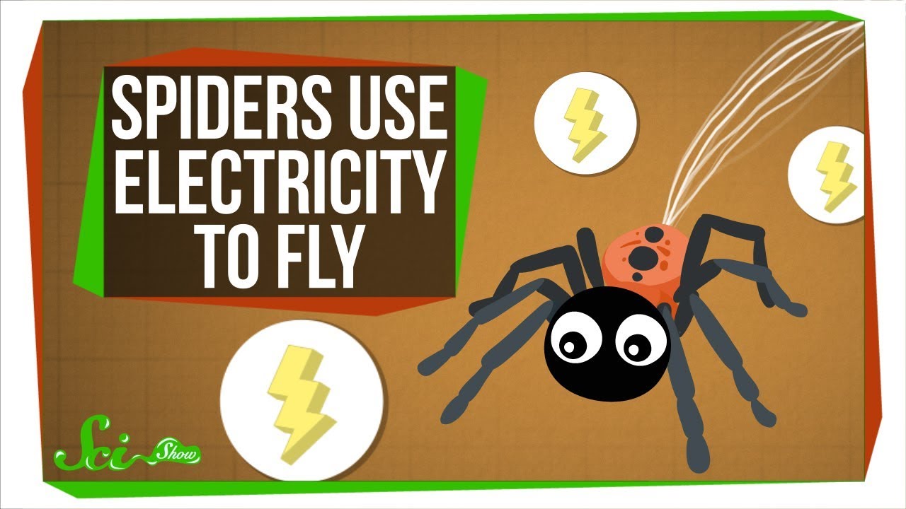 Turns out, spiders use electricity to fly