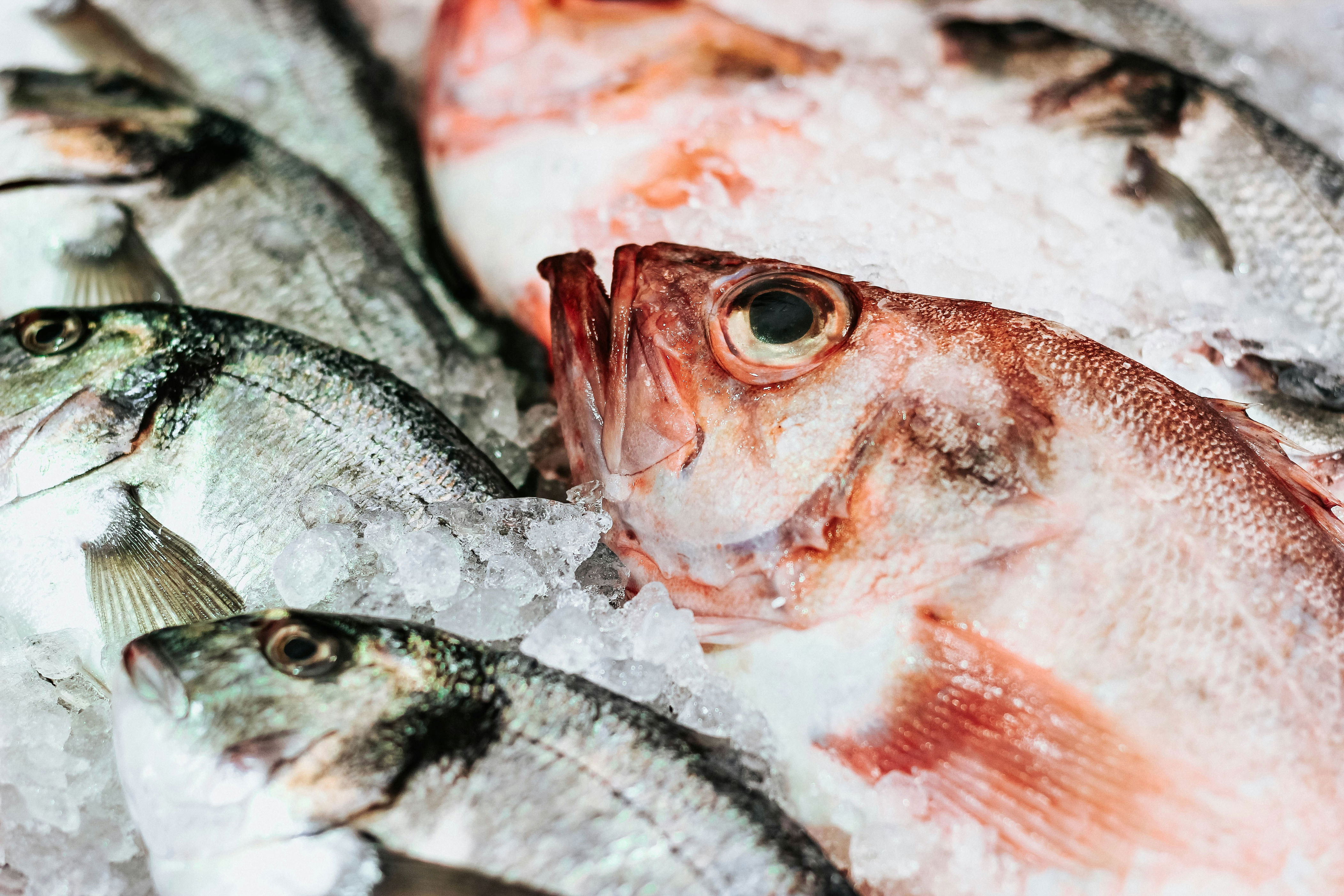 10 seafoods least likely to contain mercury