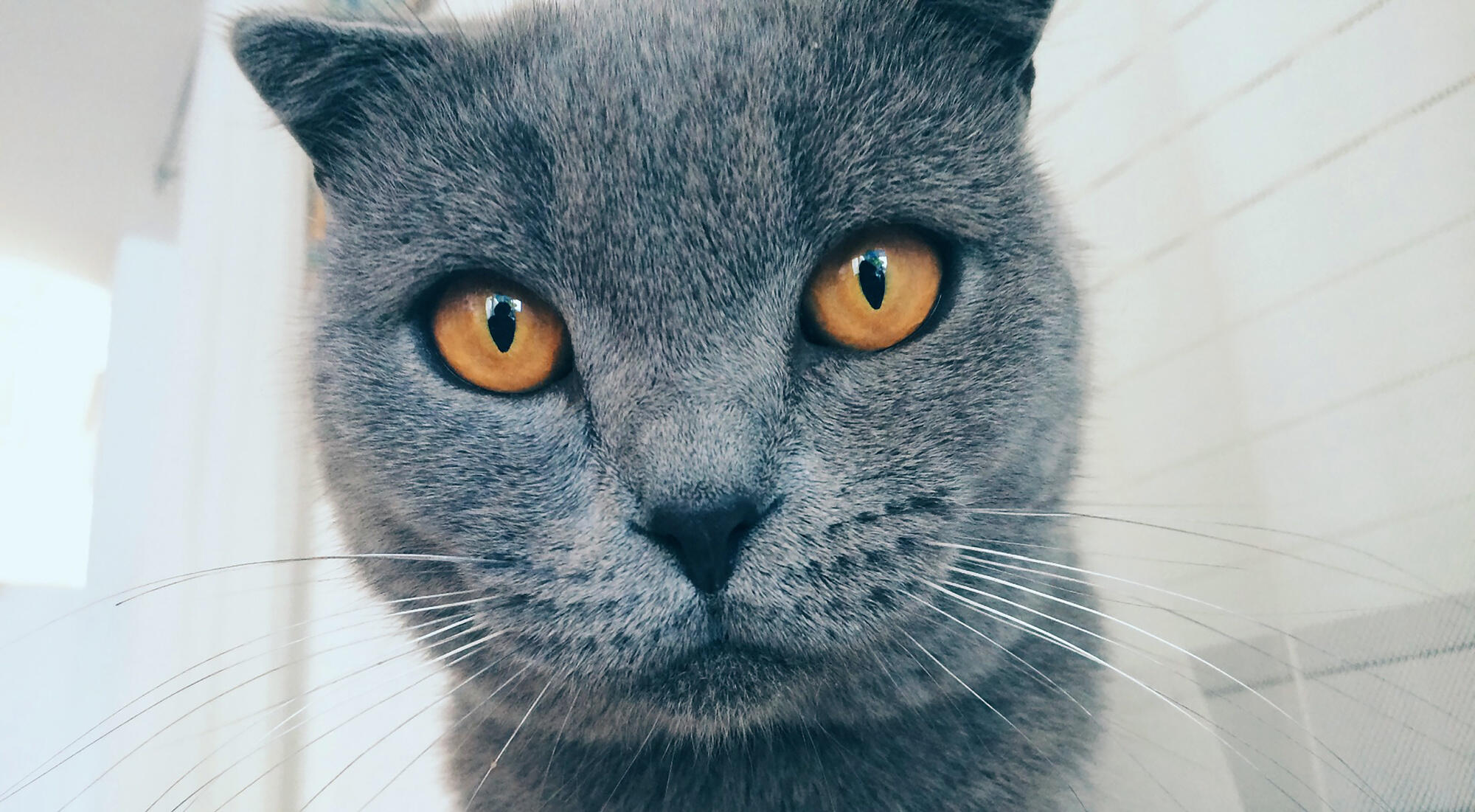 Google Photos adds AI-powered meme creation with 'Me Meme'