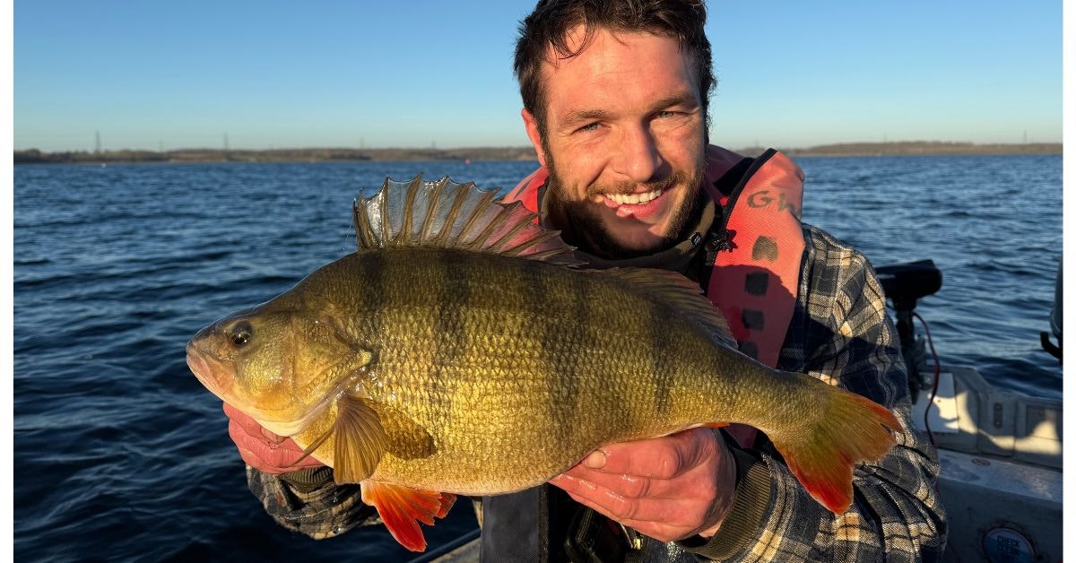 Third 5lb perch seals incredible angling hat-trick