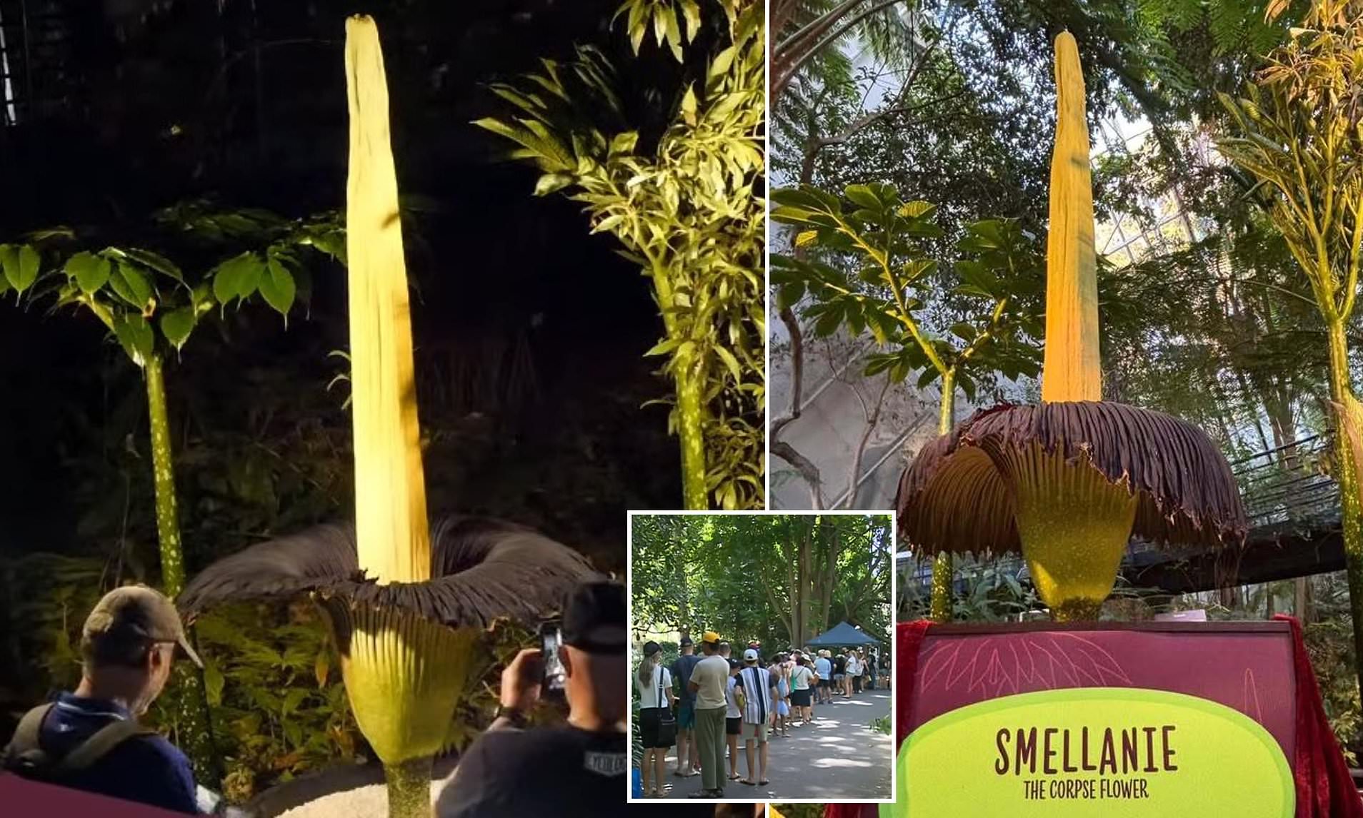 Thousands of Aussies to line up extremely rare 'corpse flower' that ...