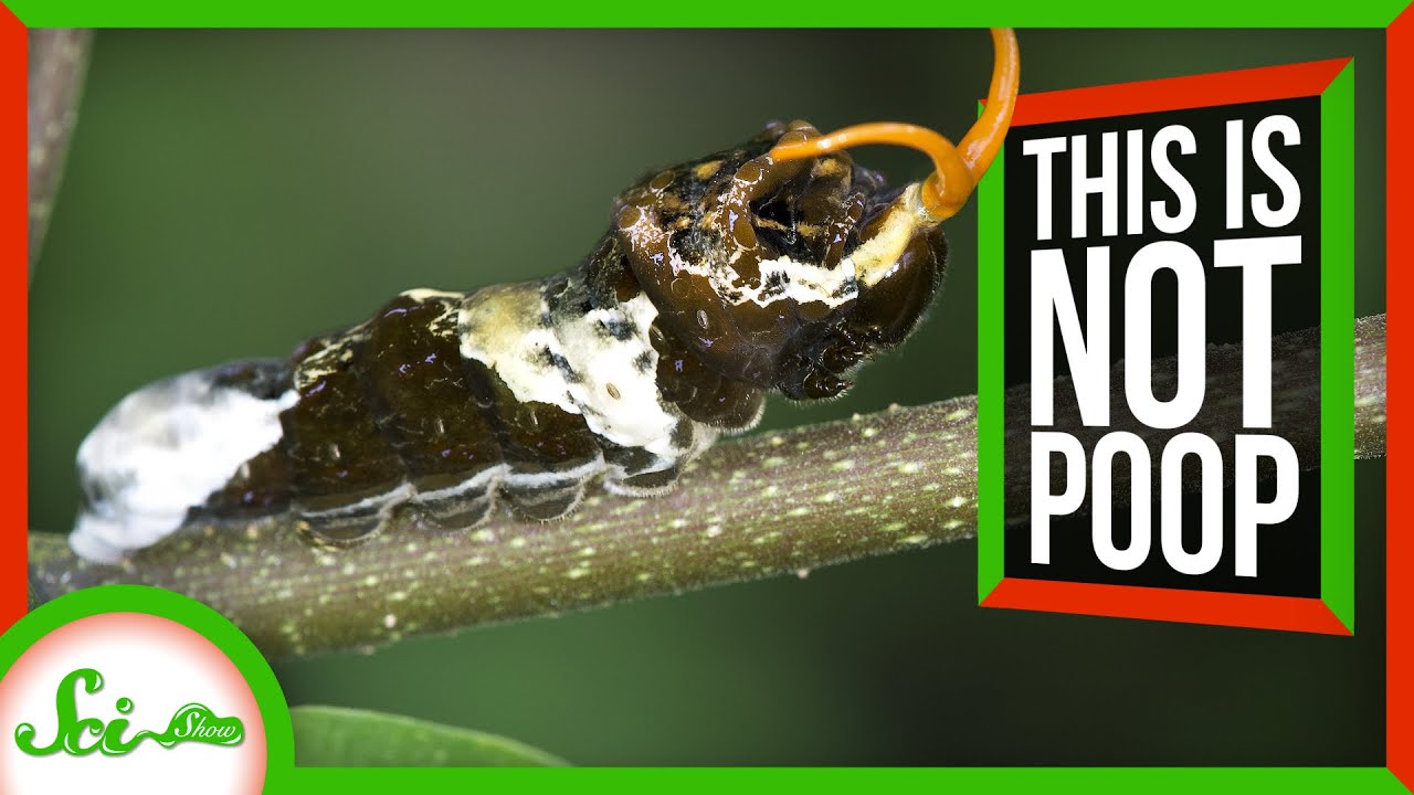 Splat! 5 species that masquerade as bird droppings