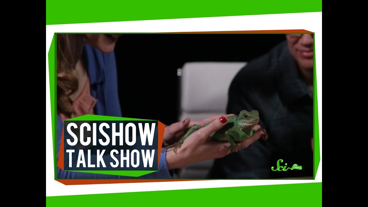 Unstumped Hank & a Chinese water dragon: SciShow Talk Show #14
