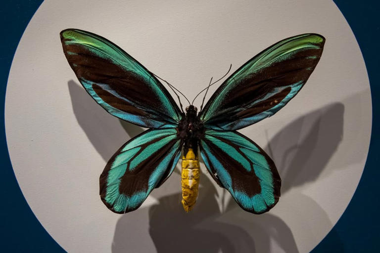 From science to status symbols: Why antique insect collections can sell for $20,000
