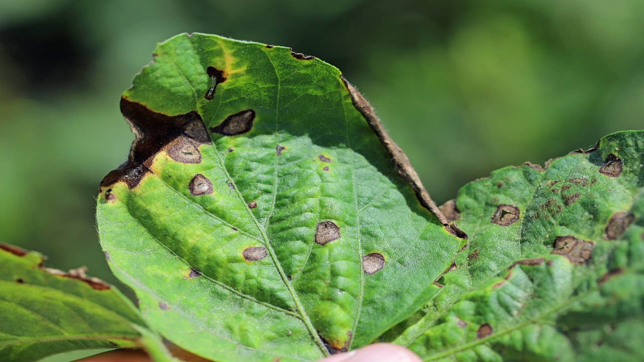 10 signs it's time to get rid of a diseased plant