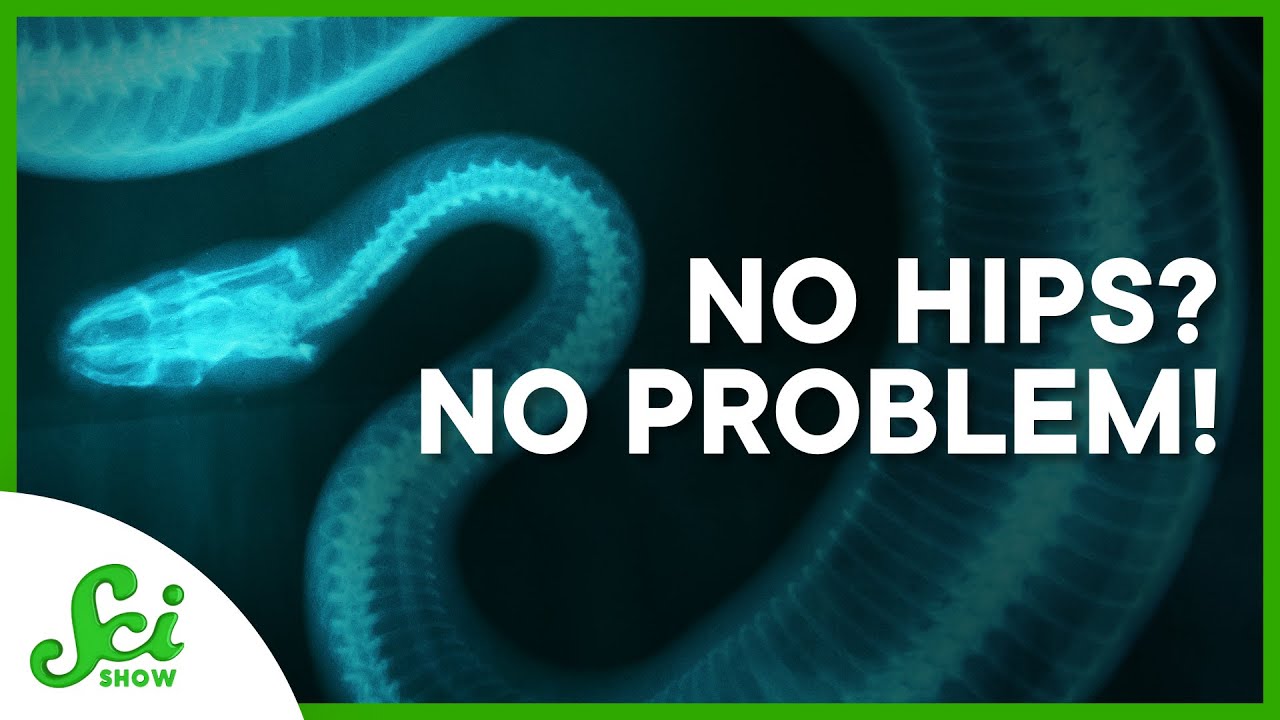No hips, no problem: Better hip replacements from snakes
