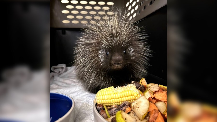 ‘People, pets, pipes… and porcupines!’: How Austin Wildlife Rescue is ...