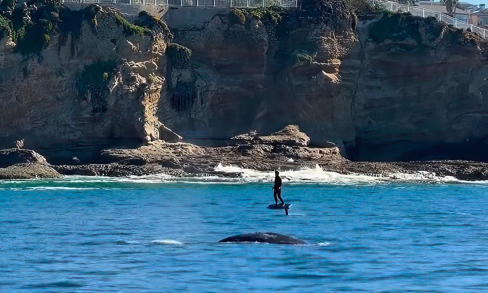 Hydrofoil rider enjoys close gray whale encounter – was it too close?
