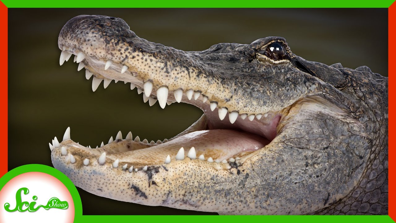 The secret of regeneration in alligators