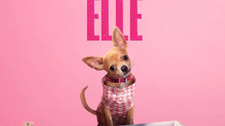 Elle Woods returns: Amazon Prime Video confirms release date for new series