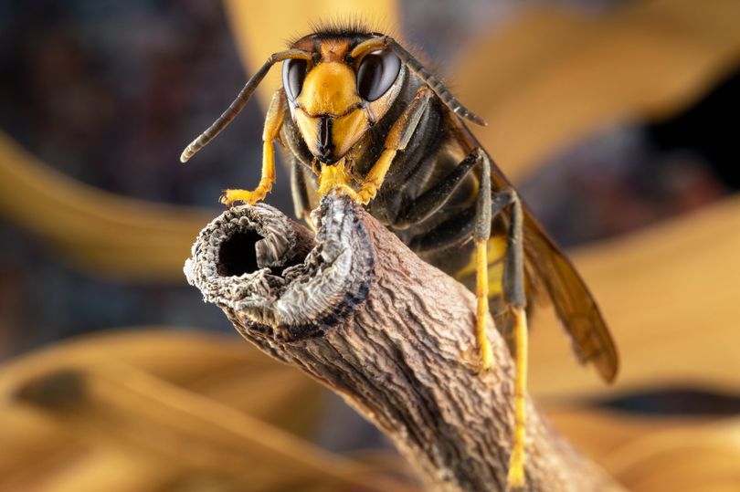 Population of Asian hornets to explode in UK with 2026 to be 'worst ...