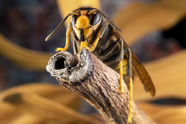 Urgent 'stay vigilant' warning as killer Asian hornets to explode in ...