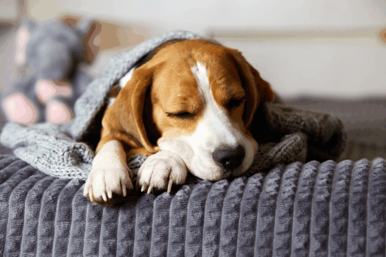 The £1 cleaning hack for clearing pet hair off furniture in minutes ...