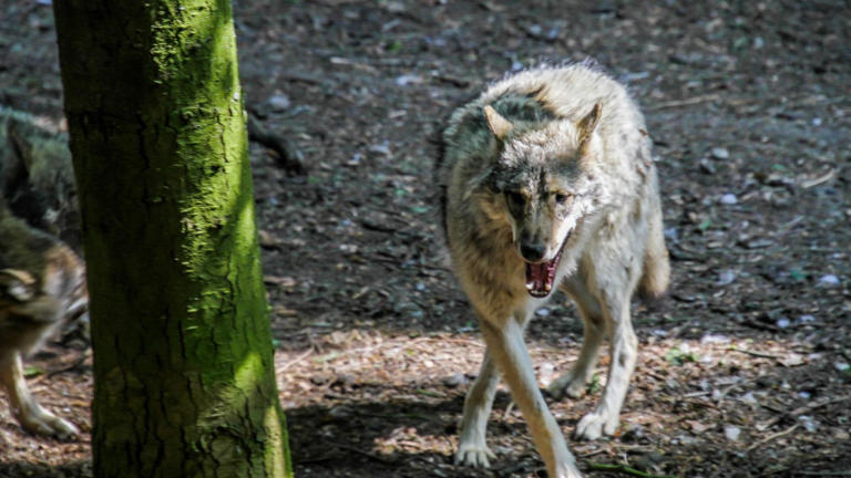 Chernobyl’s mutant wolves evolved cancer resistance to survive the fallout