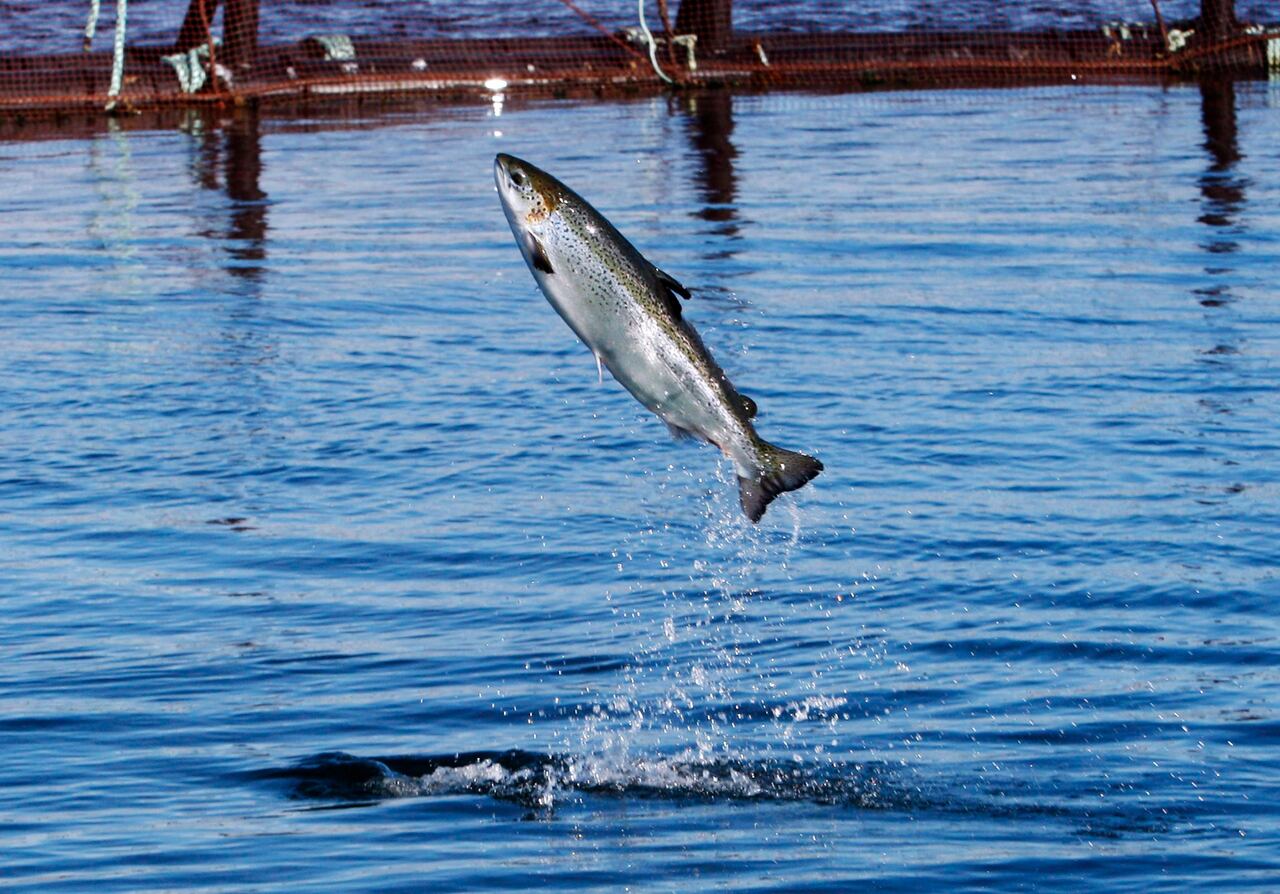 Kelly Cove Salmon wins approval to expand its Liverpool Bay fish farm ...