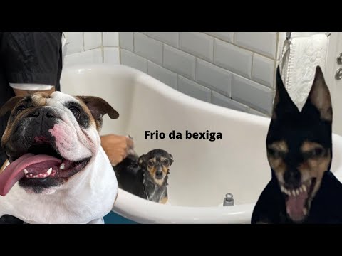 Dia de spa com Mada e Bica: banho, tosa e muito carinho no pet shop!
