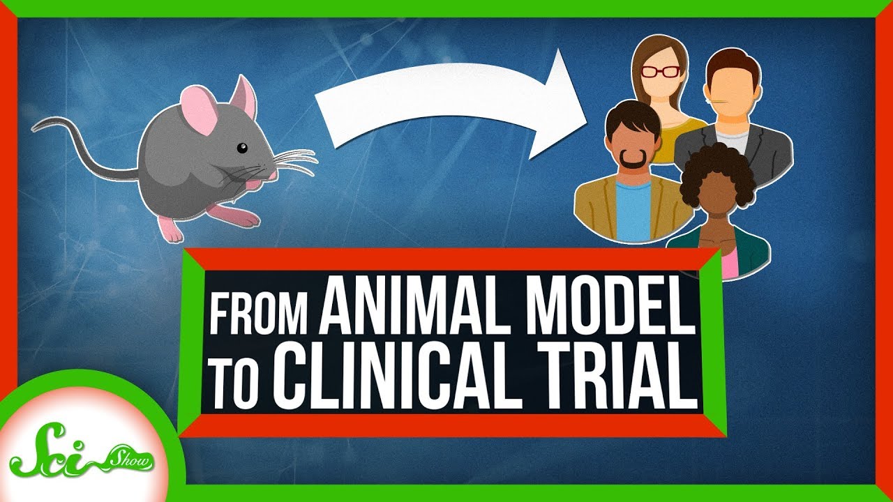 How we go from animal model to clinical trial
