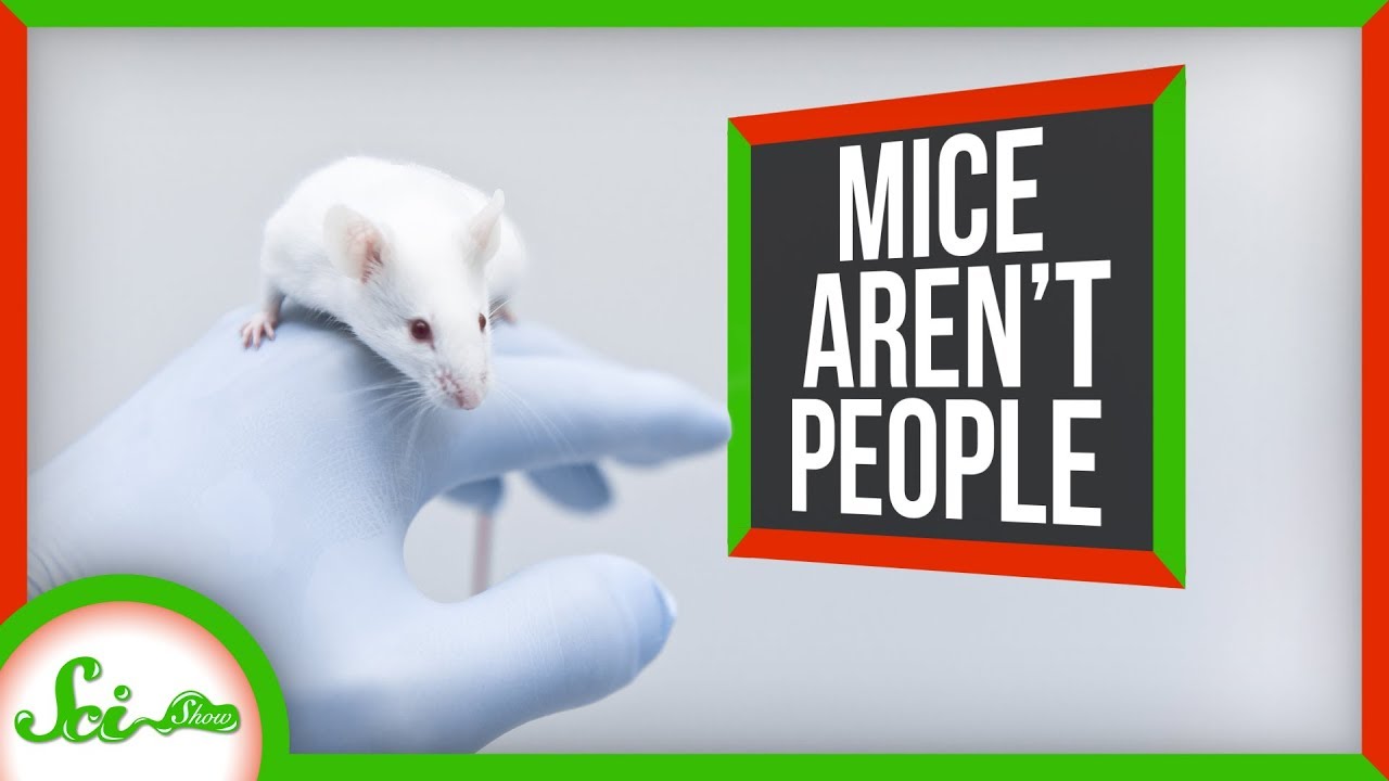 6 reasons we have to say a study was "in mice"
