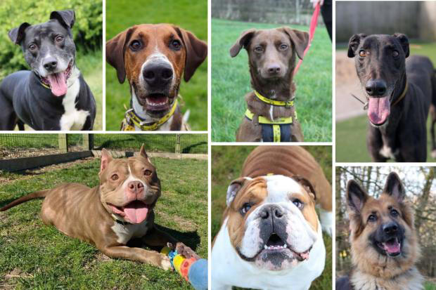 Seven paw-fect pooches looking for their forever homes at Darlington ...